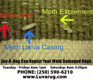 How to get rid of moths in area rugs by Luv-A-Rug Services